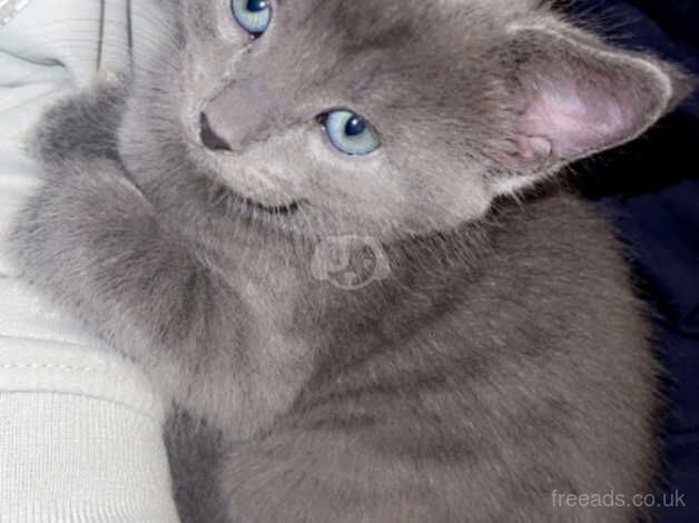 Beautiful Blue Fluffy Male - British Shorthair Kittens For Sale in ...
