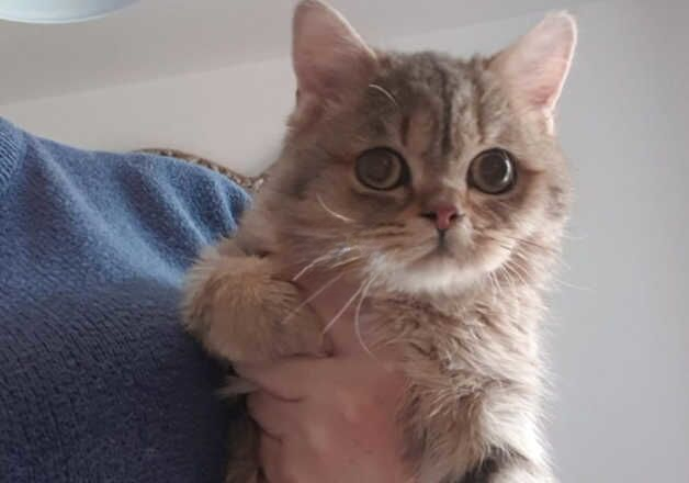 Beautiful GCCF Registered BSH Kitten. - British Shorthair Kittens For ...