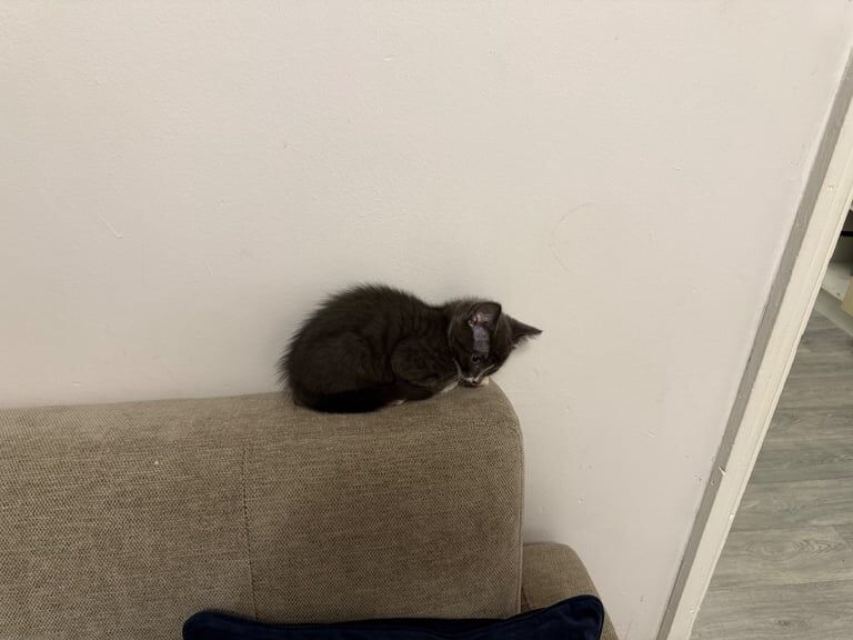 Beautiful Kittens For Sale Ready To My Go - British Shorthair Kittens ...