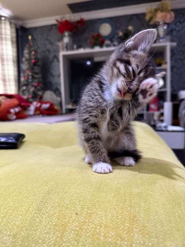 Beautiful Male Kitten - British Shorthair Kittens For Sale in Leicester ...