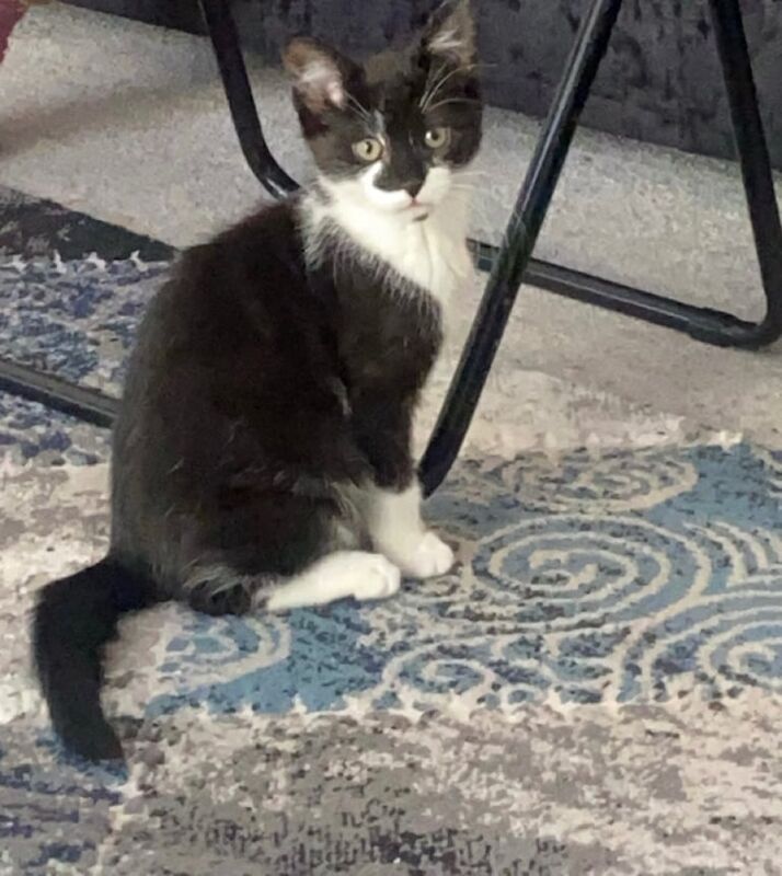 Black And White Female 3 Month Old Kitten - British Shorthair Kittens ...