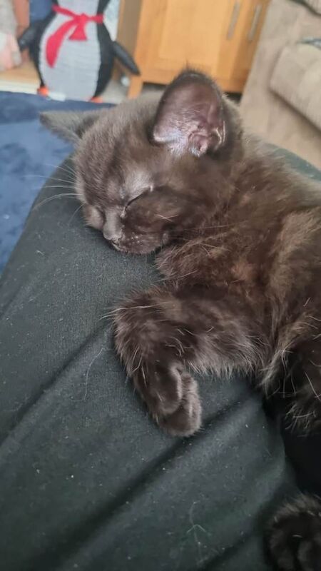 BLACK/BROWN BSH X RAGDOLL X MAINE COON KITTEN LOOKING FOR GOOD HOME ...
