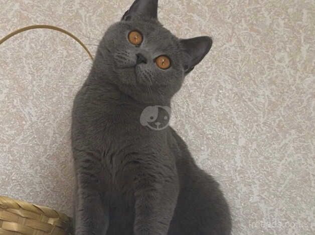 Blue Bsh Girl Looking For A New Home - British Shorthair Kittens For ...