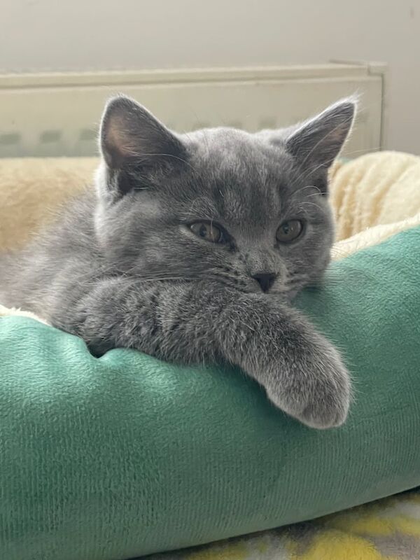 British Blue - British Shorthair Kittens For Sale in Loughton, Essex ...