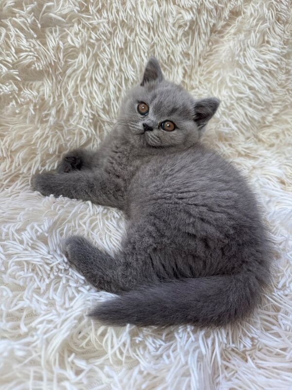 British Blue Shorthair Kittens Available - British Shorthair Kittens ...