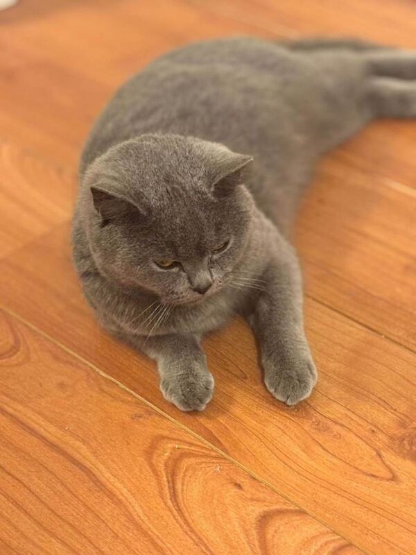 British Short-hair Cross - British Shorthair Kittens For Sale in ...