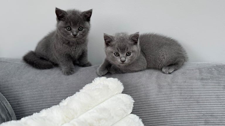 6 To 8 Week Old British Shorthair Kittens For Sale In Gravesend Kent British Shorthair Owners