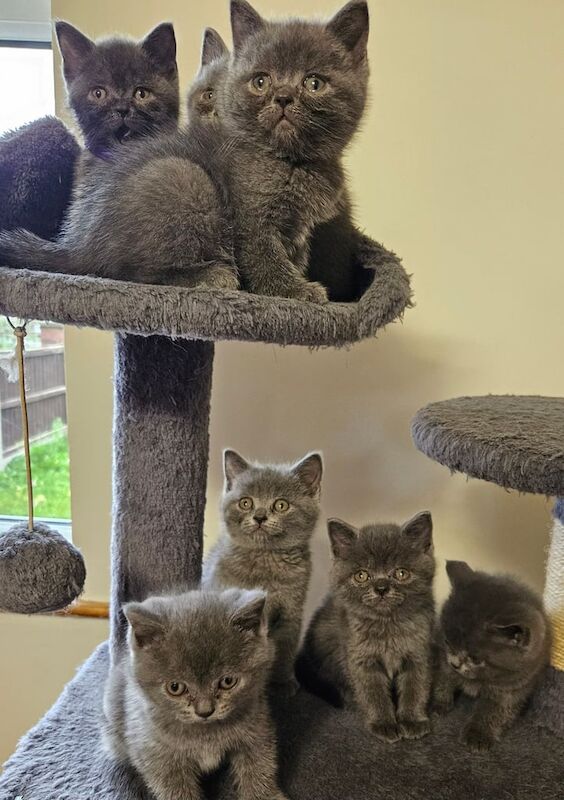 British Shorthair Blue Full Pedigree Imported Parents For Sale in ...