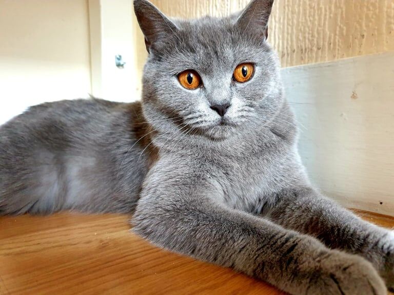 BRITISH SHORTHAIR Blues QUEEN FEMALE KITTENS MALE PEDIGREE Pure Breed ...