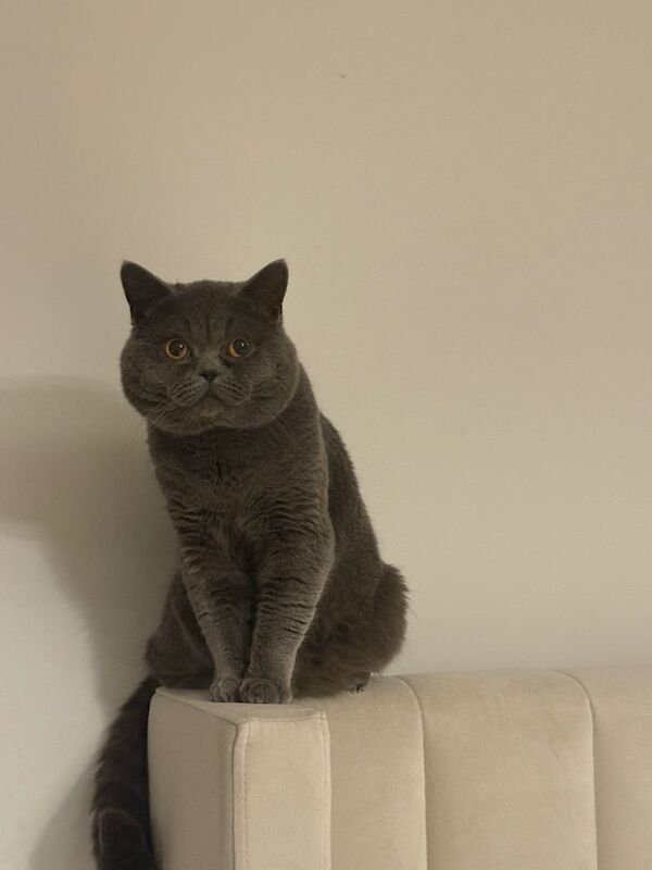 British Shorthair Male -GCCF Registered- Loving Home Wanted For Sale in ...