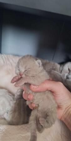 Shorthair Kittens For Sale | British-shorthair-owners.co.uk