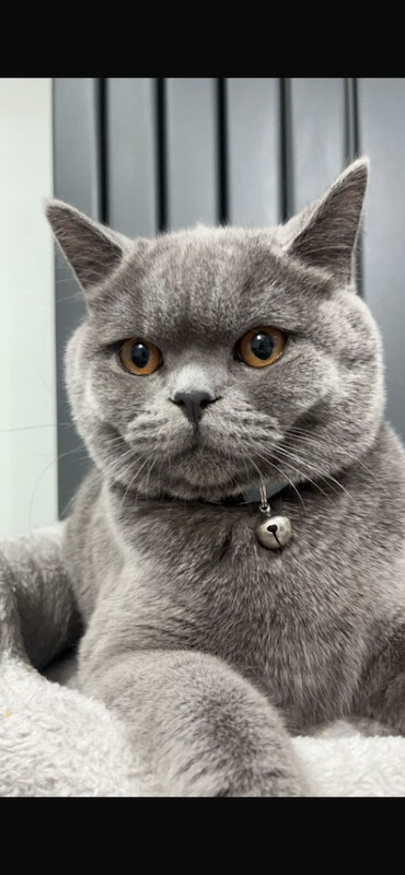 British Shorthair Male -GCCF Registered- Loving Home Wanted For Sale in ...