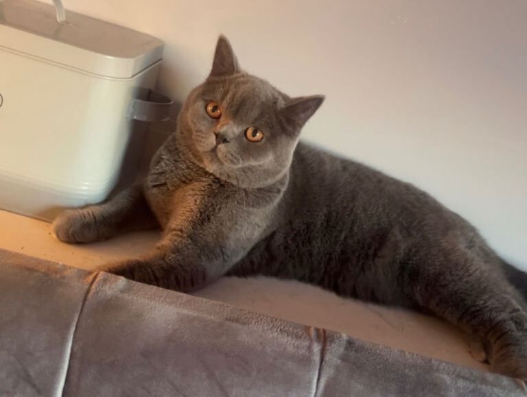 British Shorthair Male -GCCF Registered- Loving Home Wanted For Sale in ...