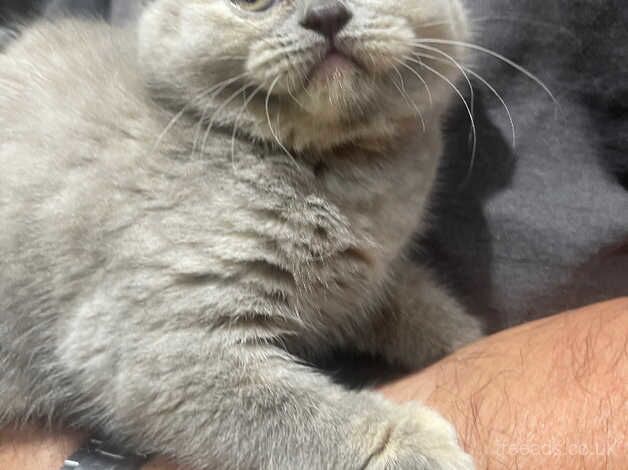 Buy and sell Shorthair kittens and cats online | British Shorthair Owners