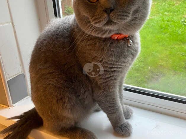 BSH - British Shorthair Kittens For Sale in Bradford, West Yorkshire