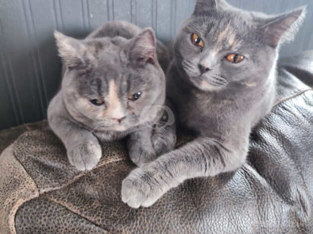 Buy and sell Shorthair kittens and cats online | British Shorthair Owners