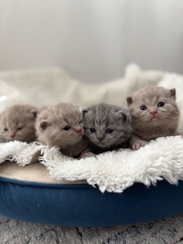 BSH Kittens Lilac And Blue - British Shorthair Kittens For Sale in ...