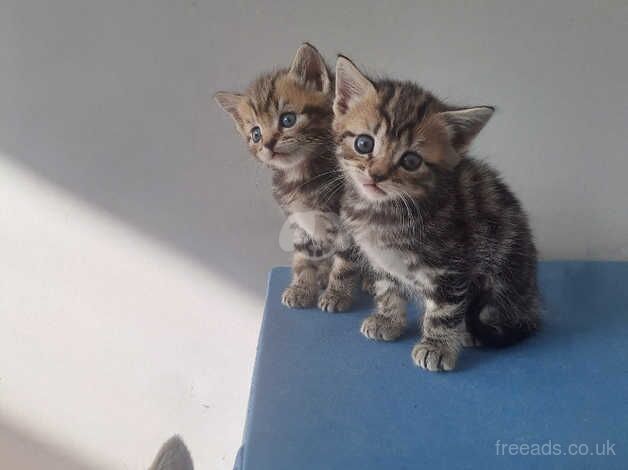 Buy and sell Shorthair kittens and cats online | British Shorthair Owners