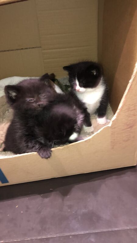 FLUFFY KITTENS FOR SALE - British Shorthair Kittens in Plaistow ...