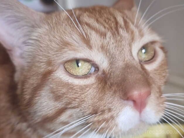 Buy and sell Shorthair kittens and cats online | British Shorthair Owners