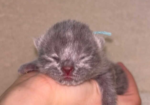 GCCF Registered Champ Bloodline BSH Kittens - British Shorthair Kittens ...