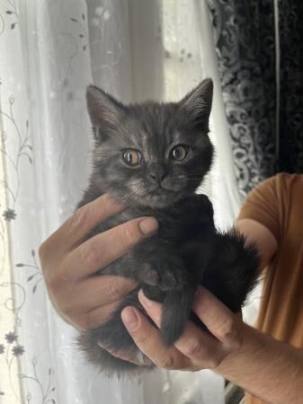 Buy and sell Shorthair kittens and cats online | British Shorthair Owners