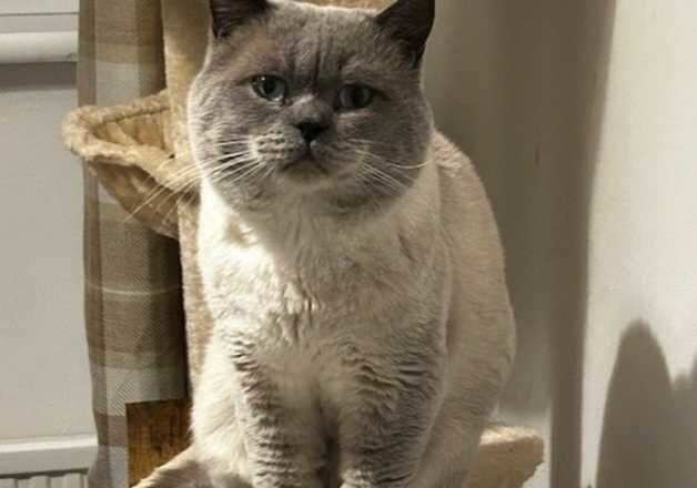 Stunning Blue Point Bsh Proven Male STUD ONLY!! Health Tested - British ...