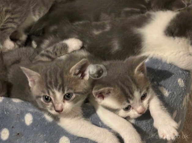 Buy and sell Shorthair kittens and cats online | British Shorthair Owners